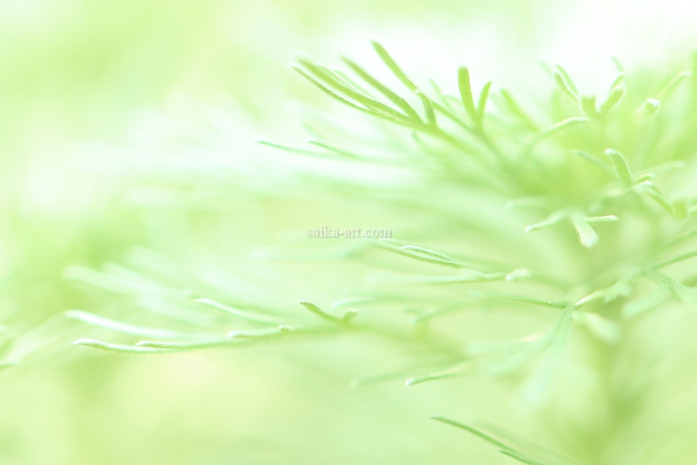 「やさしさのハーモニー」「Harmony of Gentleness」緑色 Green-4-007-r | Artist SAIKA